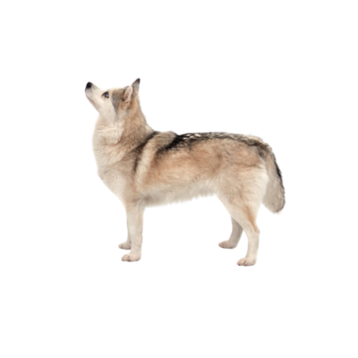 Pomsky Kopen? | Pomsky Shades of Grey