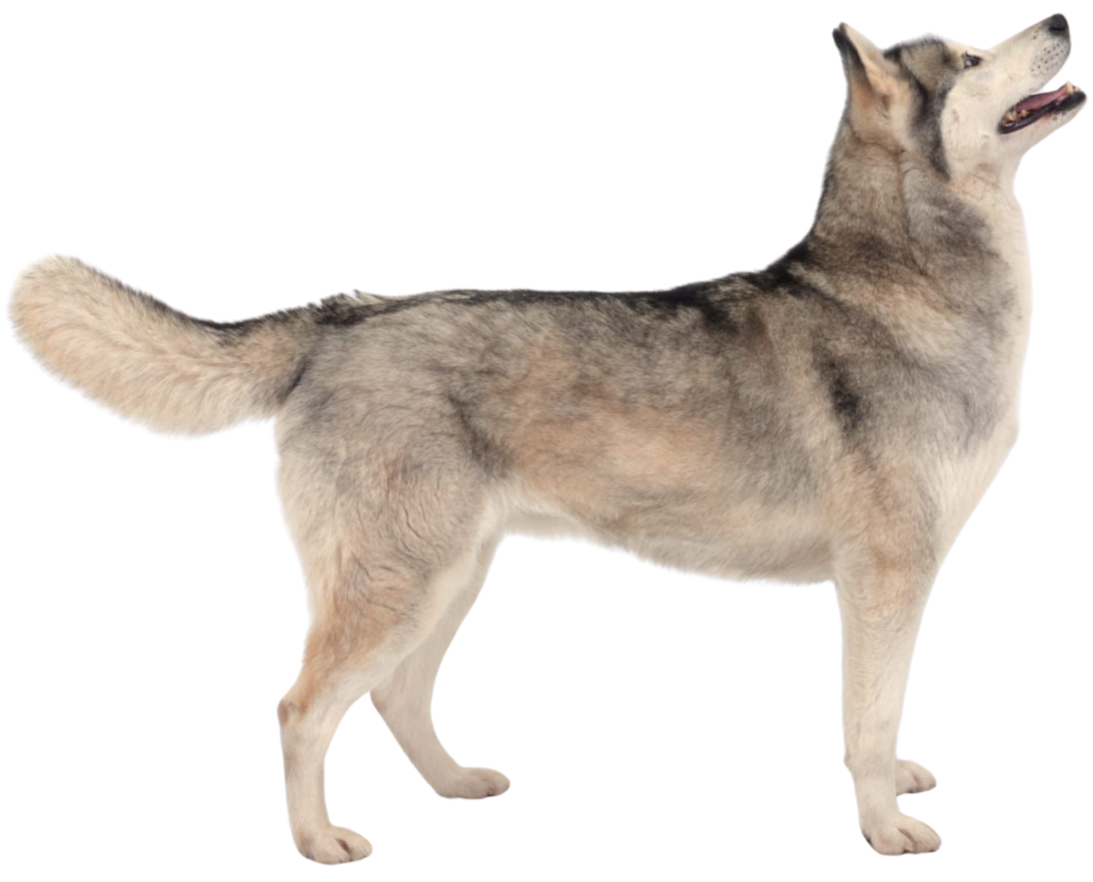 Pomsky Fokker - Nr. 1 van Nederland | Pomsky Shades of Grey