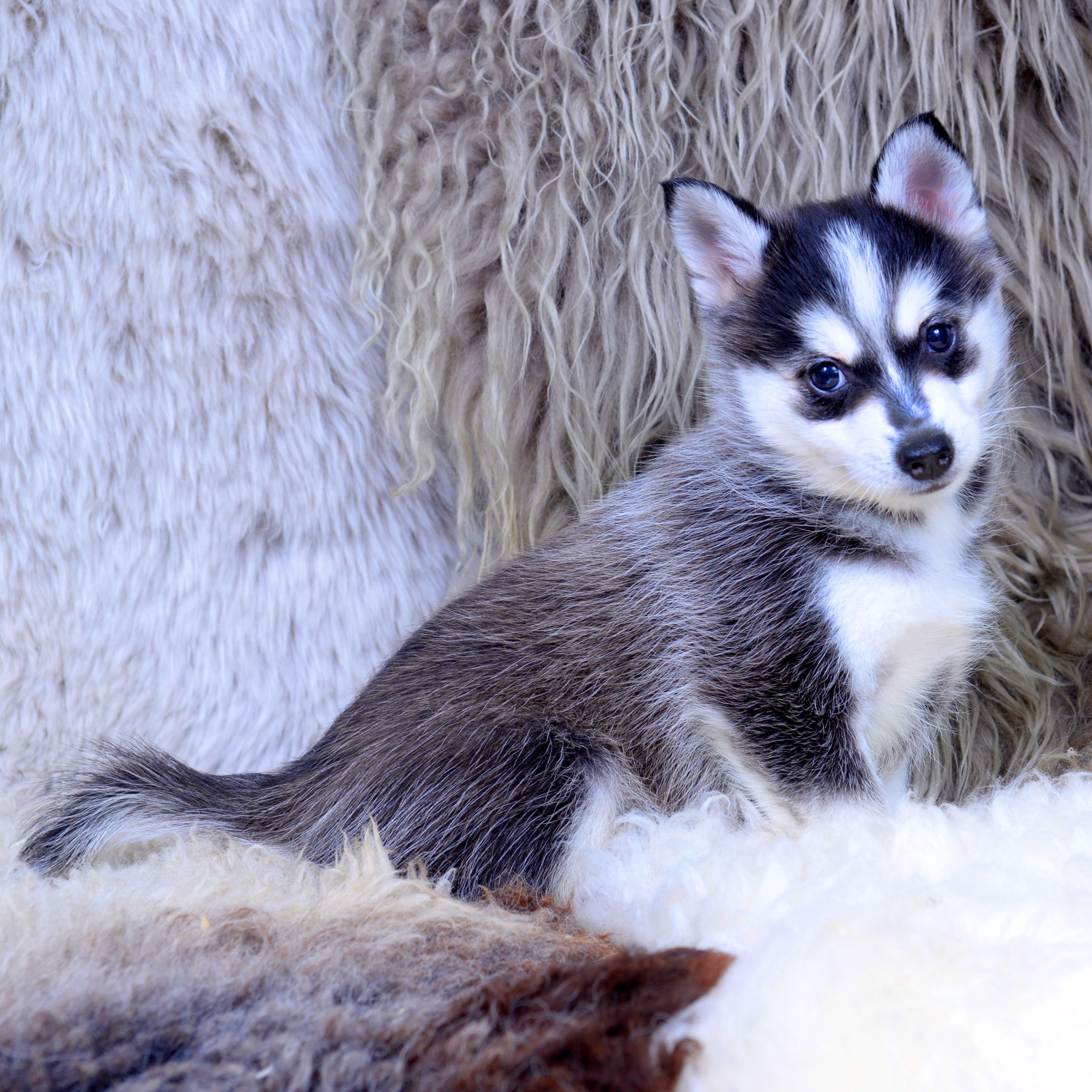 Pomsky Pups - Te Koop - Kom Kijken | Pomsky Shades of Grey