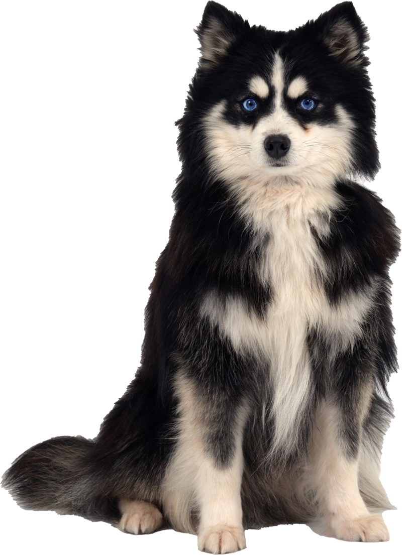 Pomsky Fokker - Nr. 1 van Nederland | Pomsky Shades of Grey