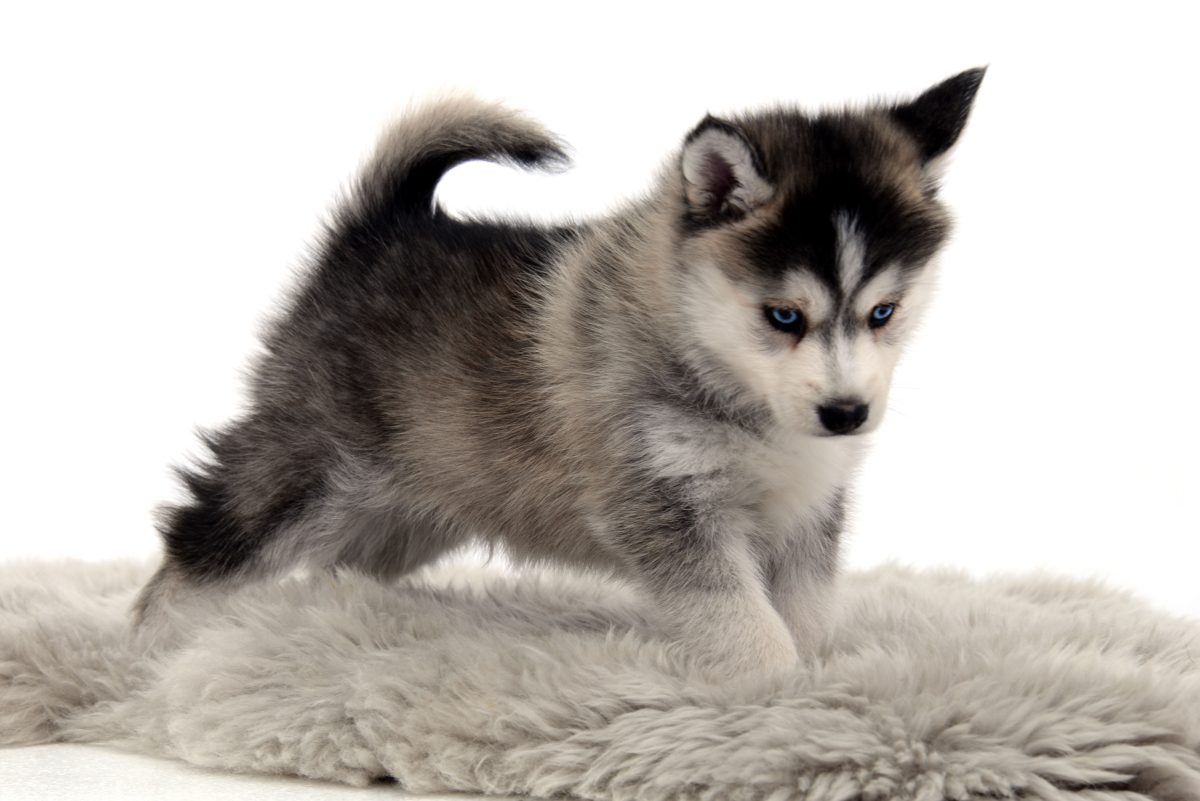 Pomsky Pups - Beschikbaar | Pomsky Shades of Grey