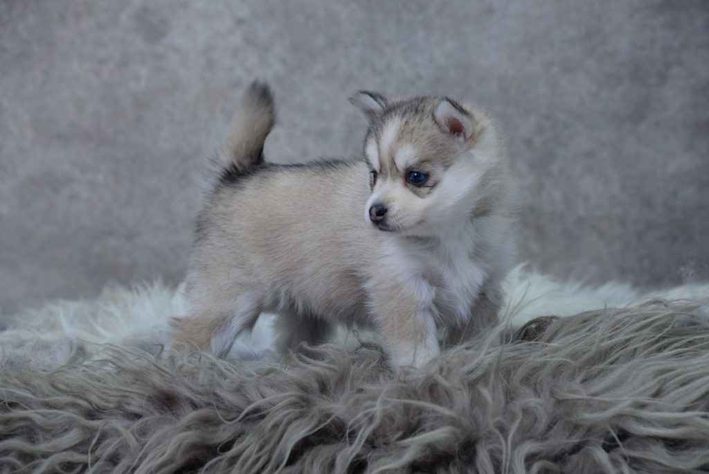 Pomsky Kopen? | Pomsky Shades of Grey
