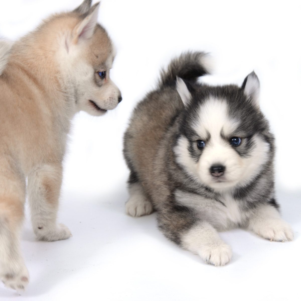 Pomsky Kopen? | Pomsky Shades of Grey