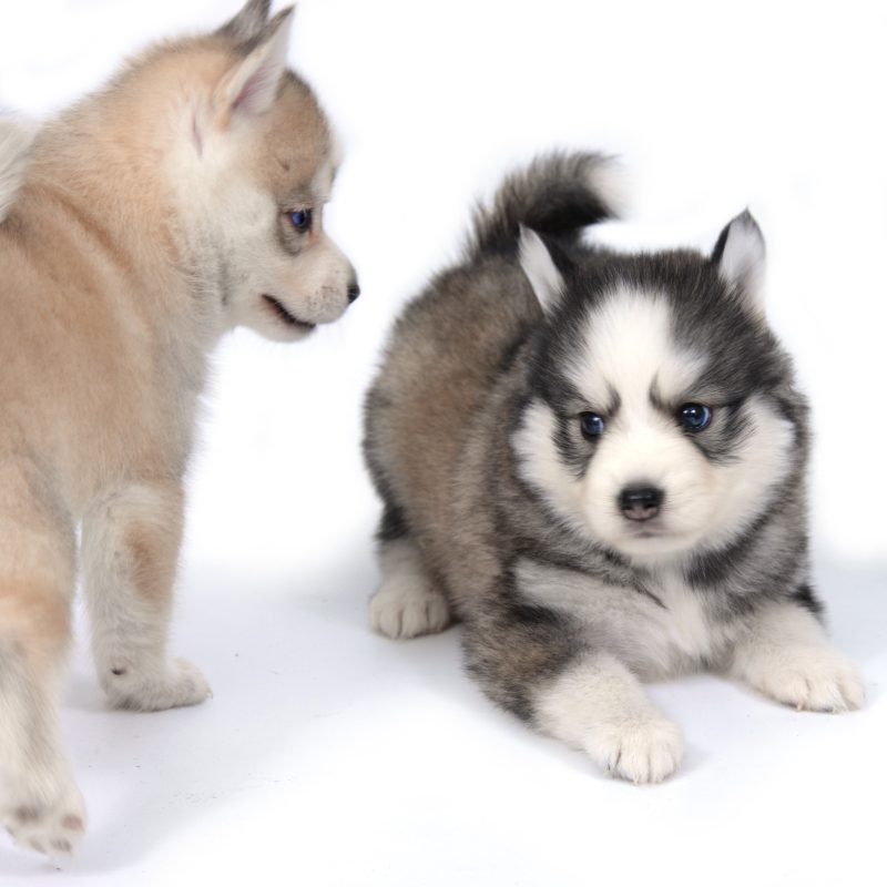 Pomsky Fokker - Nr. 1 van Nederland | Pomsky Shades of Grey