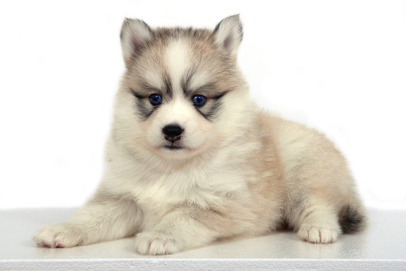 Pomsky Kopen? | Pomsky Shades of Grey