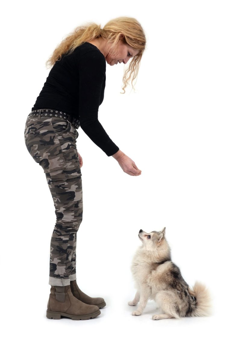 Pomsky Fokker - Nr. 1 van Nederland | Pomsky Shades of Grey