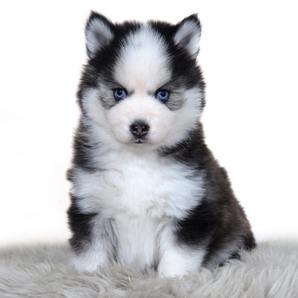 Pomsky Pups - Beschikbaar | Pomsky Shades of Grey