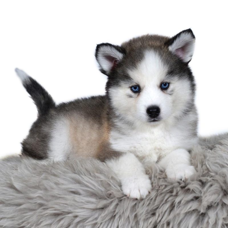 Pomsky Pups - Beschikbaar | Pomsky Shades of Grey