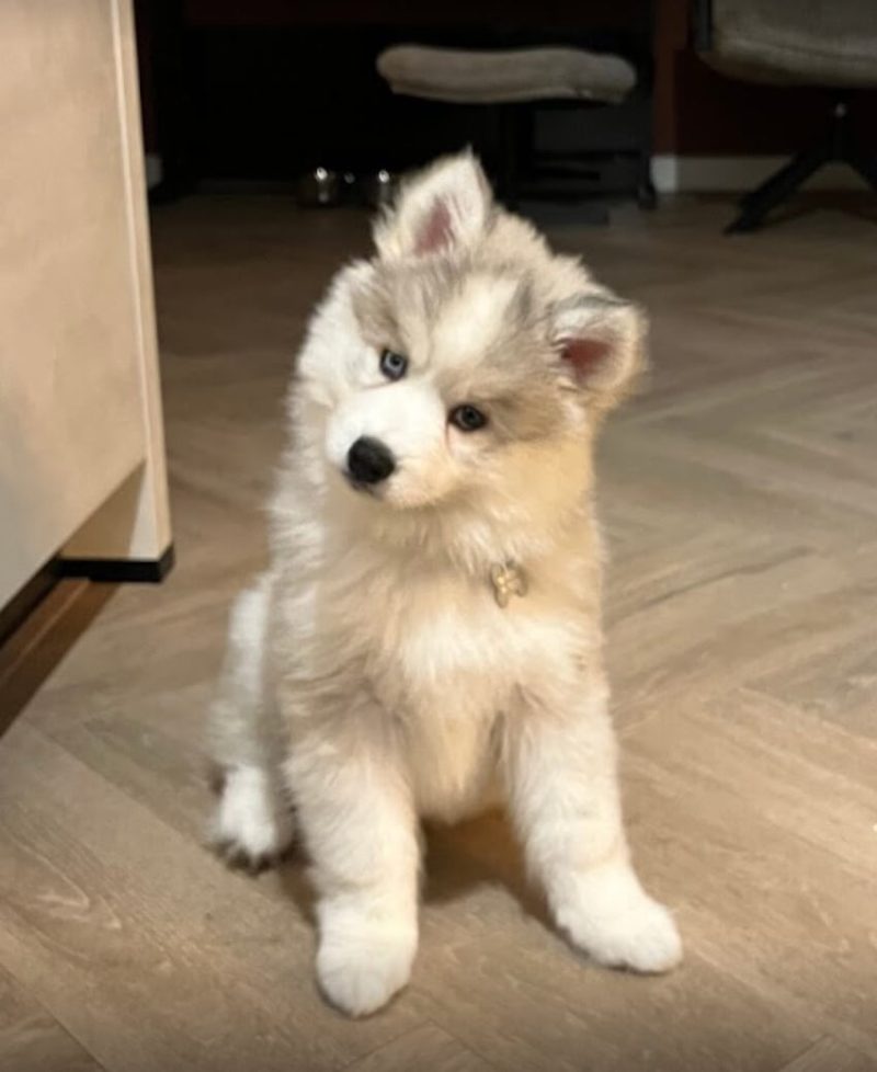 Pomsky Pups - Beschikbaar | Pomsky Shades of Grey