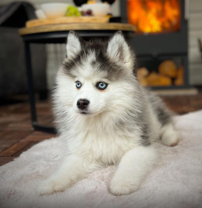 Pomsky Pups - Beschikbaar | Pomsky Shades of Grey