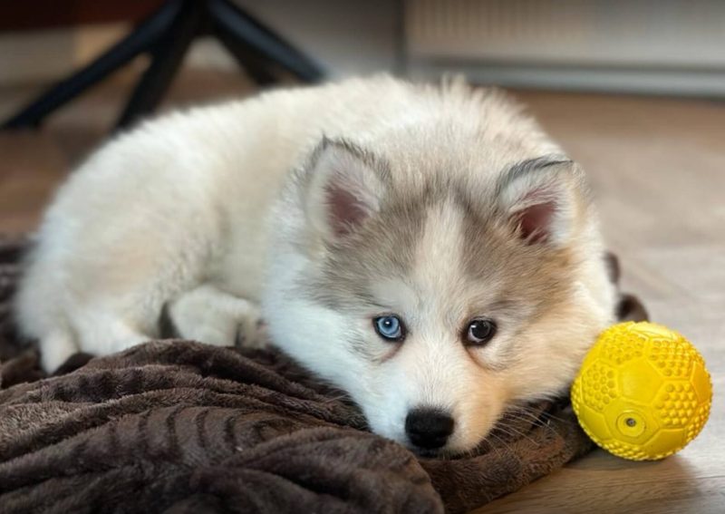 Pomsky Pups - Beschikbaar | Pomsky Shades of Grey